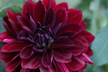 Black Dahlias: Your Guide to Growing at Home - Petal Republic