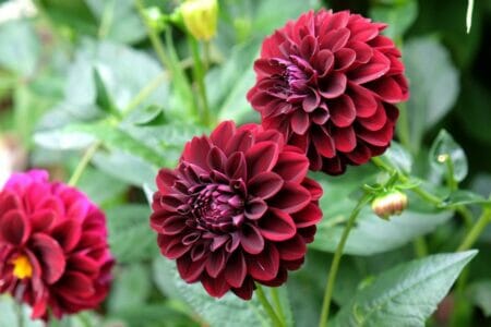 How to Grow Black Dahlias at Home (Essential Guide) - Petal Republic
