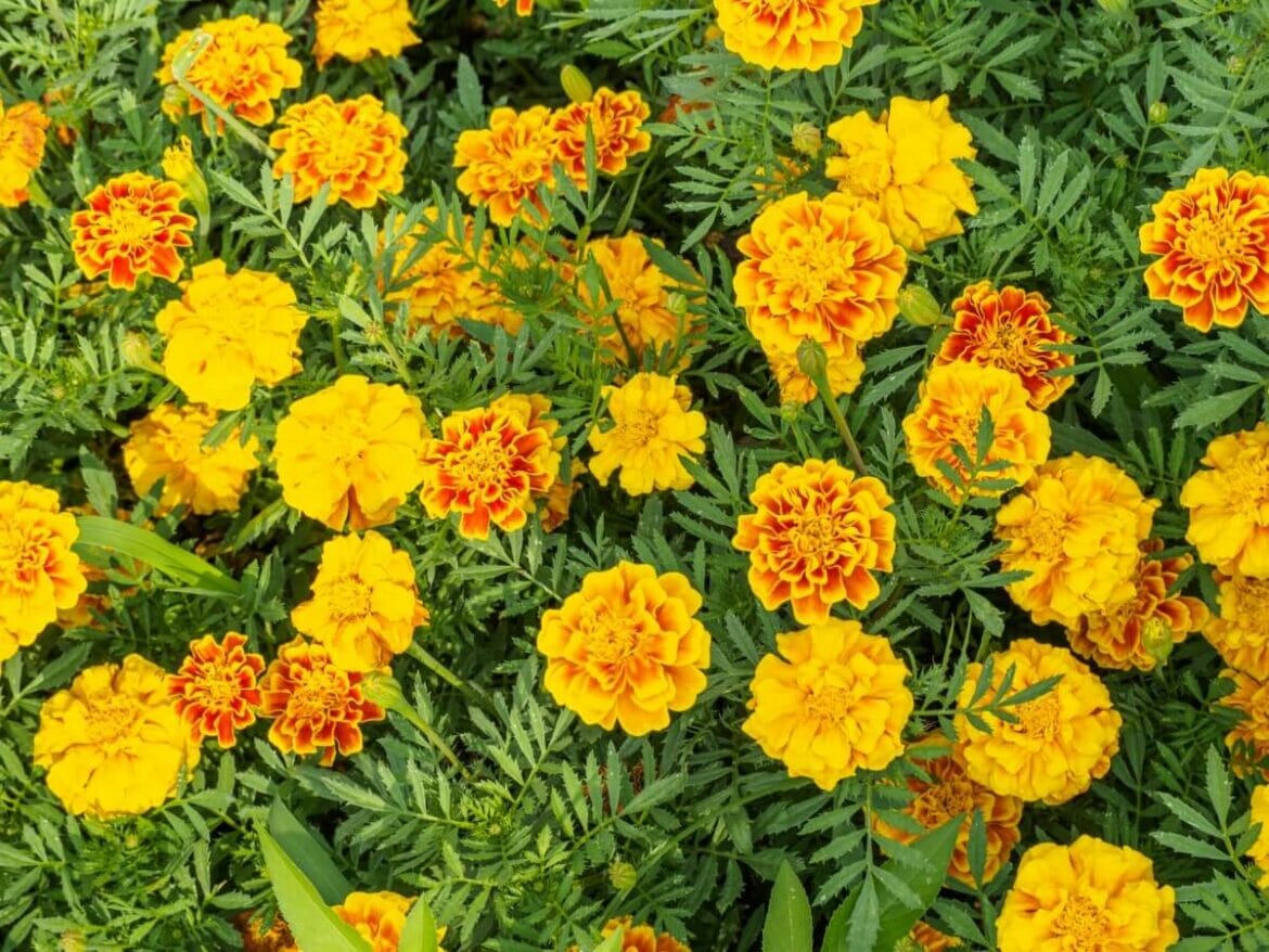 Best Marigold Varieties for Stunning Garden Displays