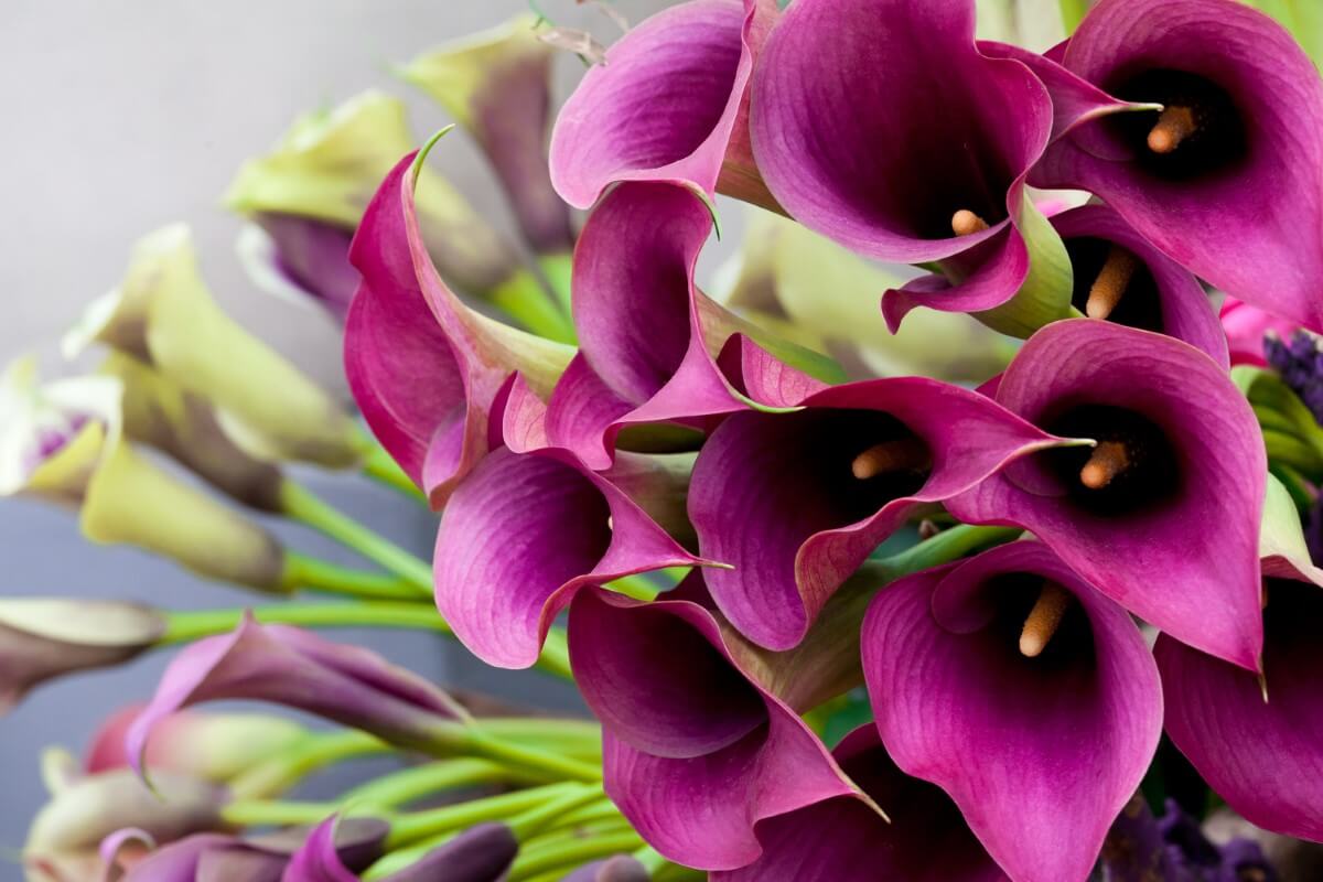 14 Best Types of Flowers for Graduation Gifts - Petal Republic