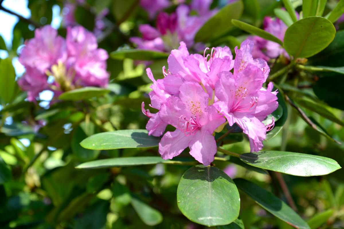 20 Botany Terms Every Gardener Should Know - Petal Republic