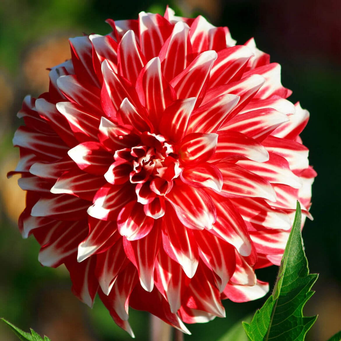 15 Officially Recognized Dahlia Flower Colors