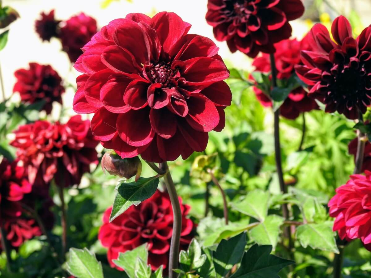 15 Officially Recognized Dahlia Flower Colors