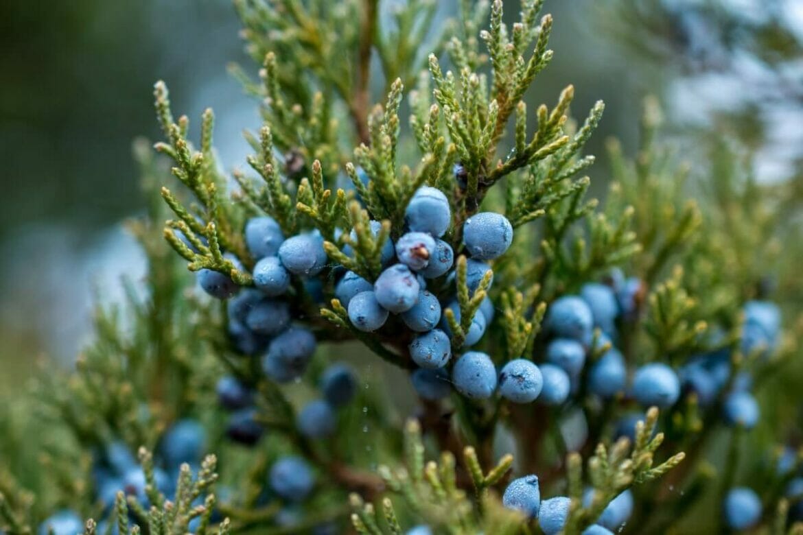 20 Botany Terms Every Gardener Should Know - Petal Republic