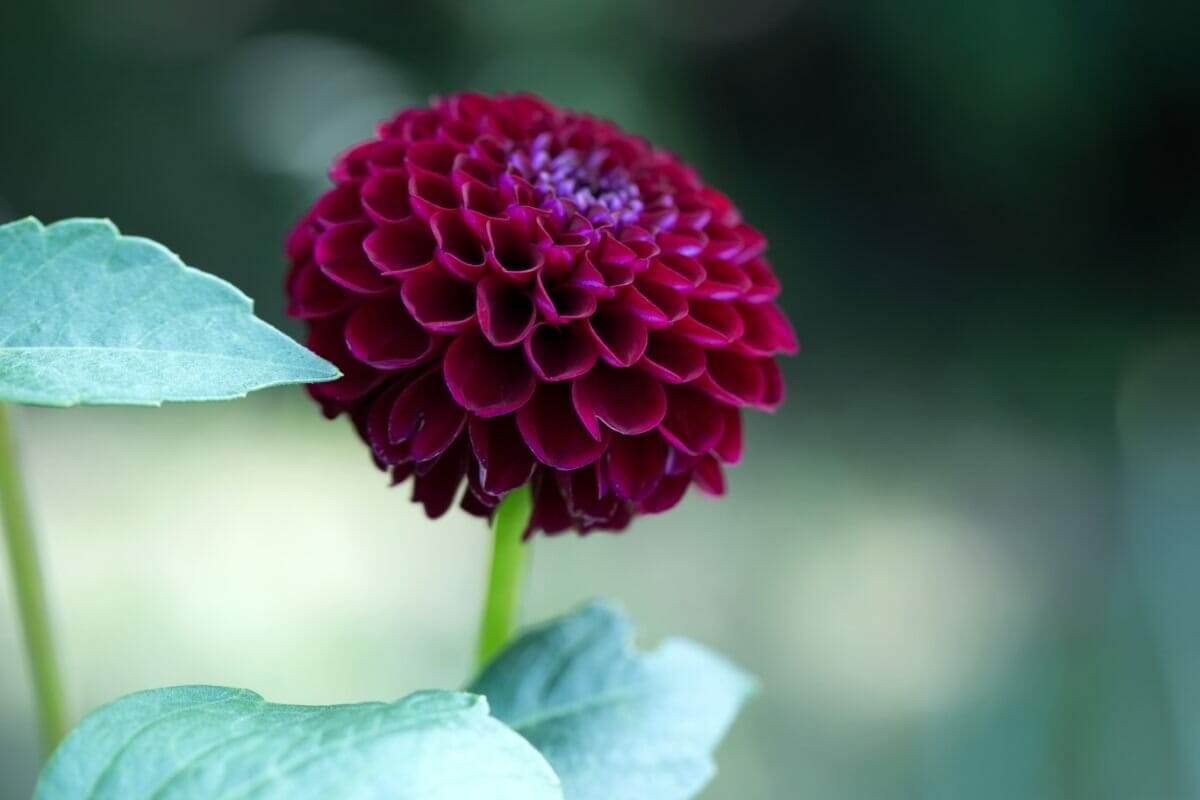 How to Grow Black Dahlias: A Comprehensive Guide - Petal Republic