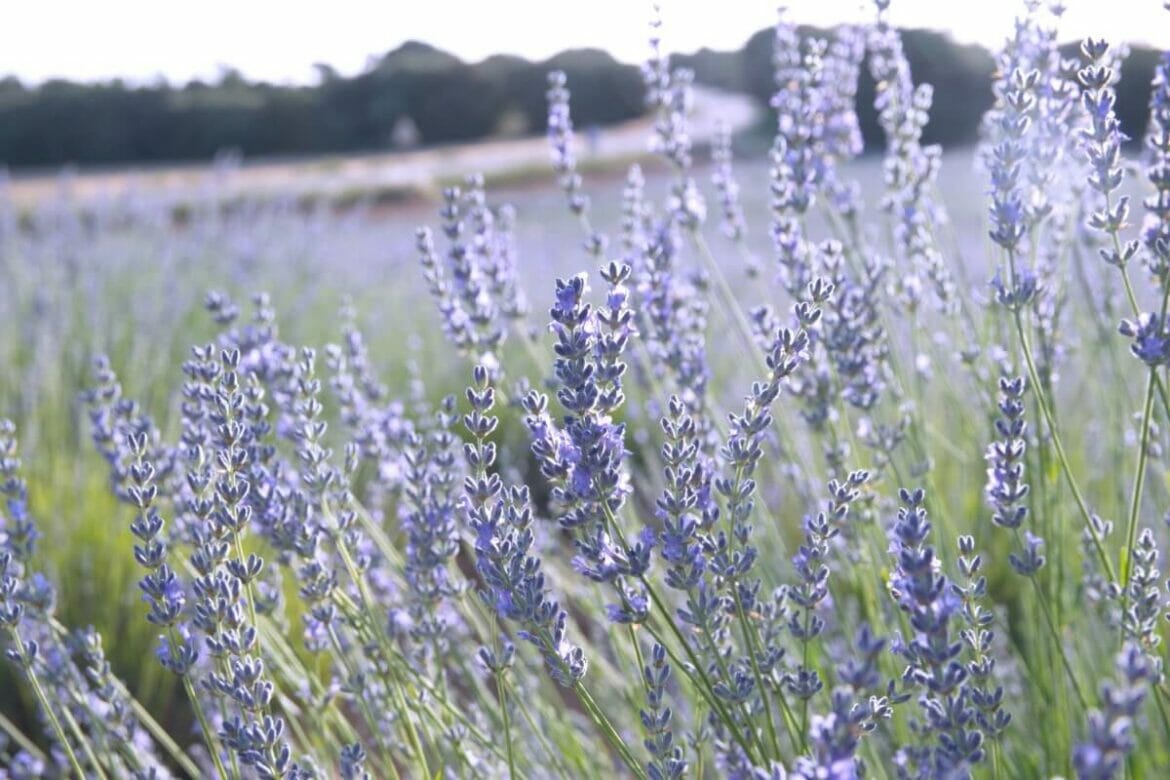 15 Best Types of Lavender To Grow In Your Garden - Petal Republic