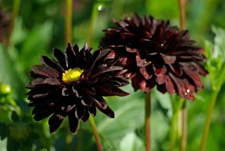How to Grow Black Dahlias at Home (Essential Guide) - Petal Republic