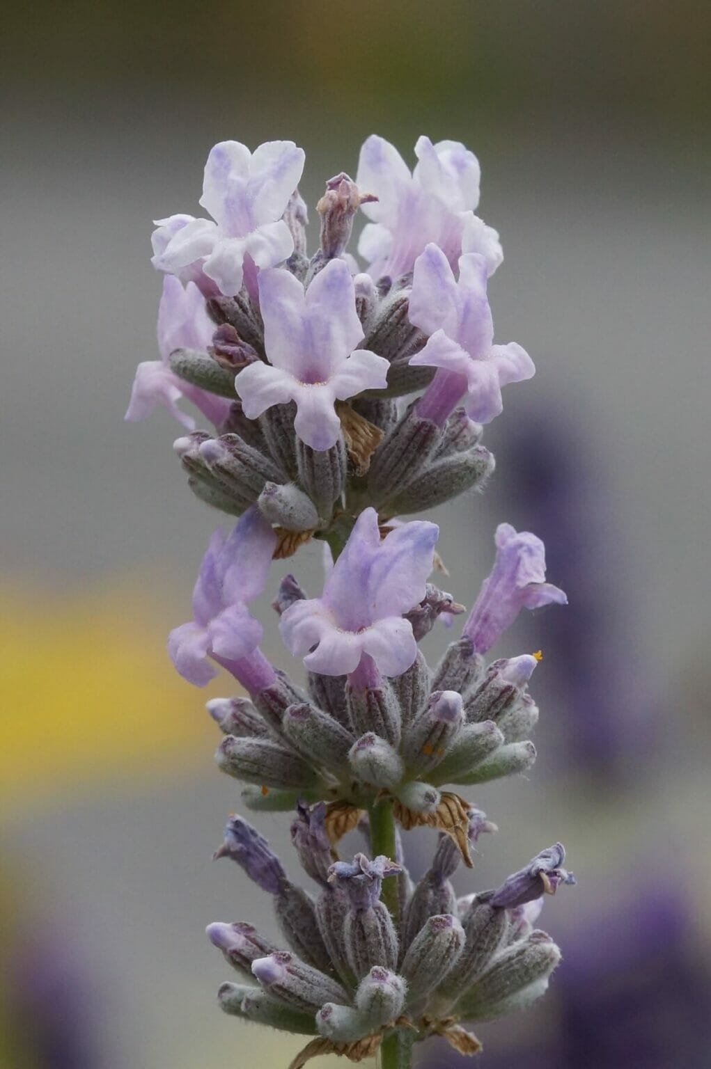 15 Best Types of Lavender To Grow In Your Garden - Petal Republic