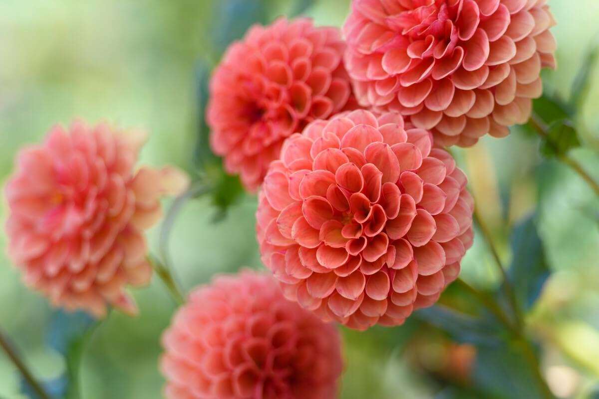 15 Officially Recognized Dahlia Flower Colors