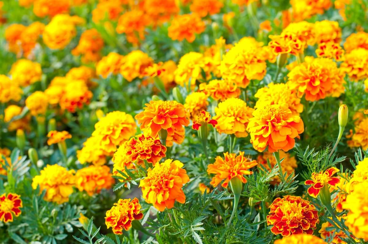 Discover the Amazing Benefits of Marigold Flowers