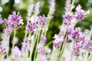 15 Best Types of Lavender To Grow In Your Garden - Petal Republic