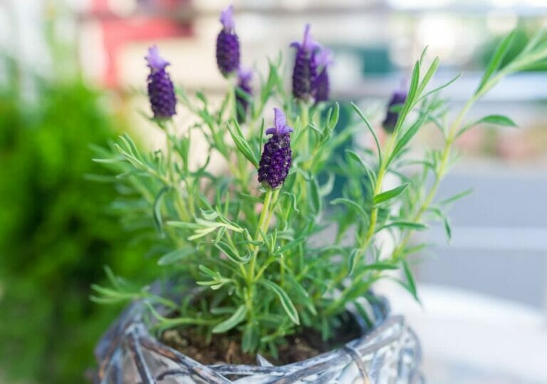 Grow More Lavender: Essential Tips for Home Propagation! - Petal Republic