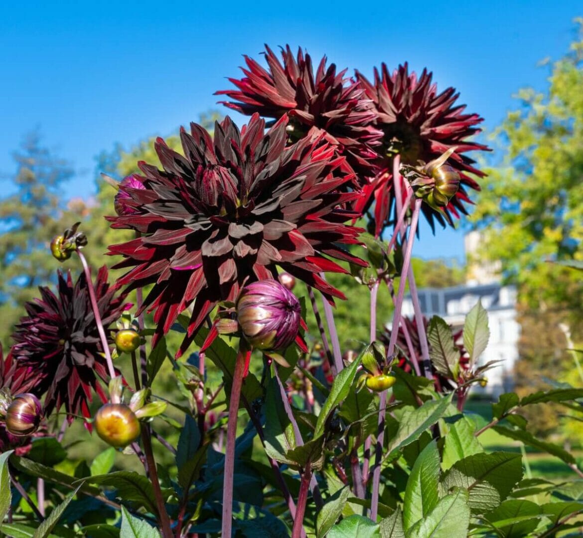 How to Grow Black Dahlias: A Comprehensive Guide - Petal Republic