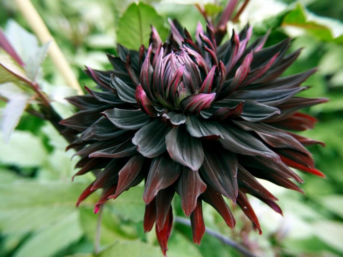 15 Officially Recognized Dahlia Flower Colors