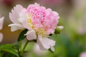 Types of Peony Flowers (Tree, Herbaceous, and Itoh) + 43 Popular ...