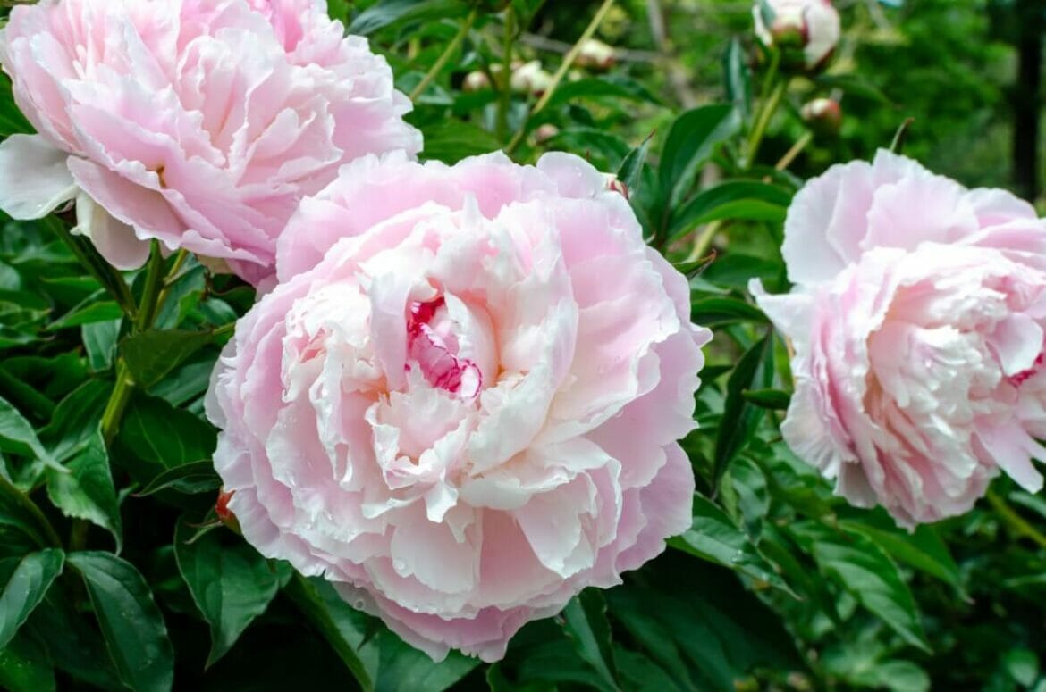 Types of Peony Flowers (Tree, Herbaceous, and Itoh) + 43 Popular ...