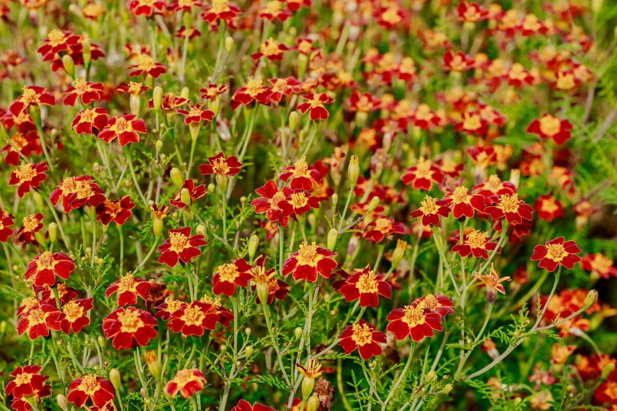 Best Marigold Varieties for Stunning Garden Displays
