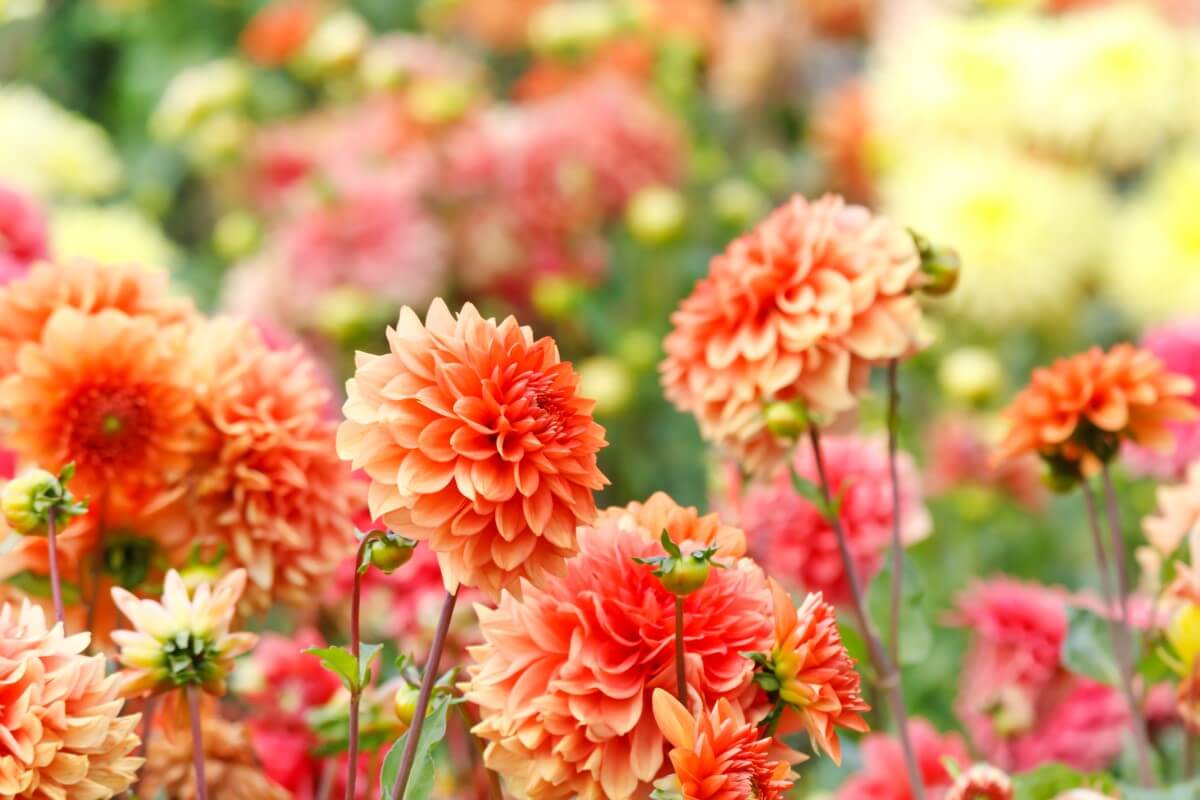 How to Grow Dahlias in Your Garden - Petal Republic