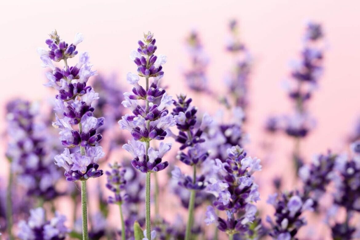 Grow More Lavender: Essential Tips for Home Propagation! - Petal Republic