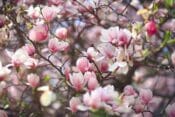 Ultimate Guide to Magnolia Flower Meaning & Symbolism - Petal Republic