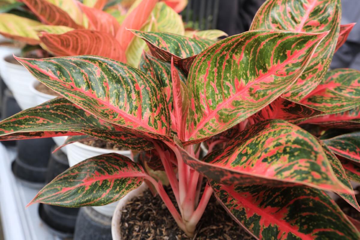26 Best Types of Aglaonema Plants (Chinese Evergreens) - Petal Republic
