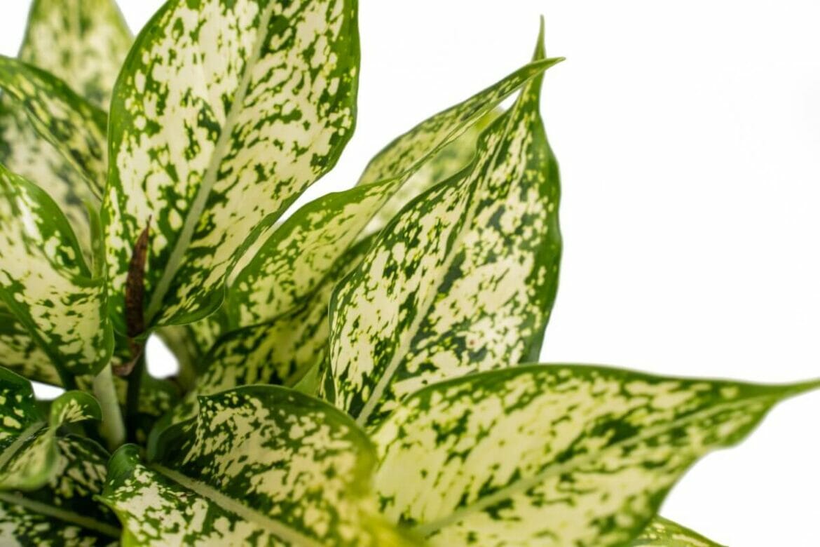 26 Best Types of Aglaonema Plants (Chinese Evergreens) - Petal Republic