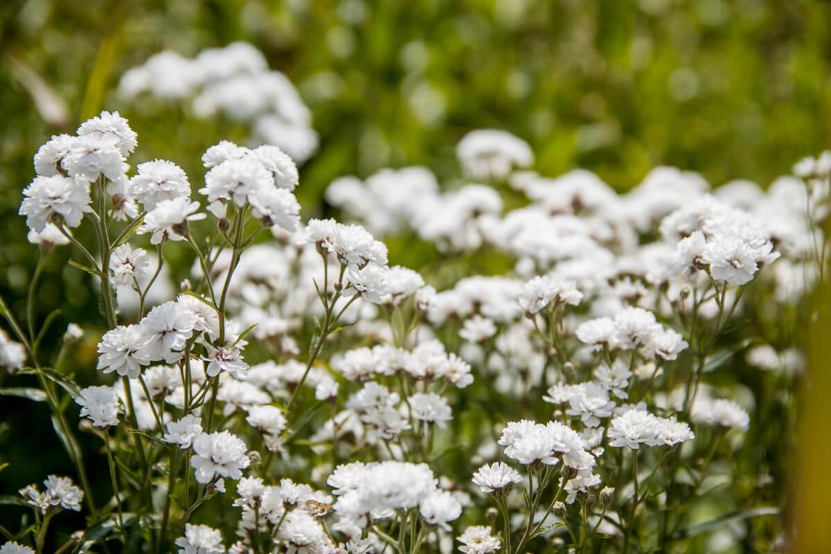 15 Perfect Flowers to Celebrate a New Baby - Petal Republic
