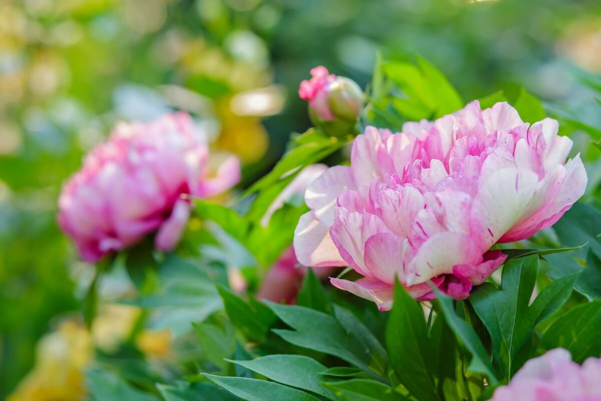 How to Grow Peonies: The Ultimate Starter Guide - Petal Republic