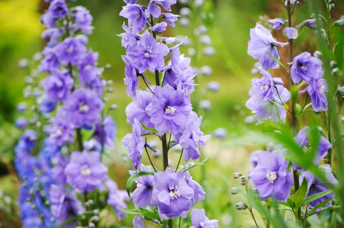 15 Best Types of Flowers for New Baby Celebrations - Petal Republic