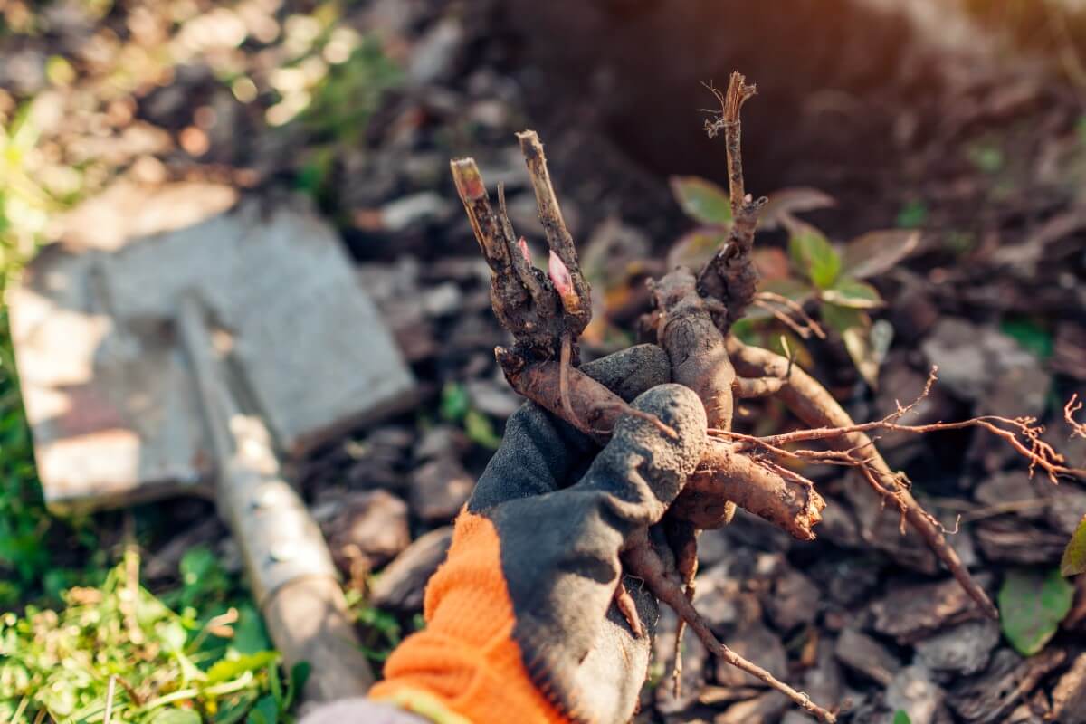 How to Grow Peonies: The Ultimate Starter Guide - Petal Republic
