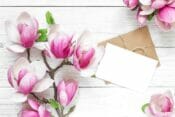 Ultimate Guide to Magnolia Flower Meaning & Symbolism - Petal Republic