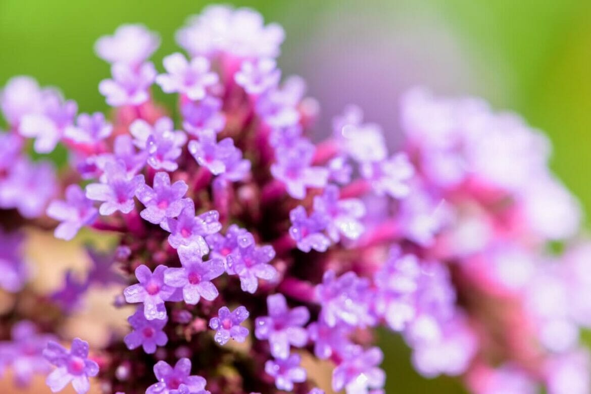 Verbena: The Magical Bloom That Symbolizes Healing, Protection, and ...