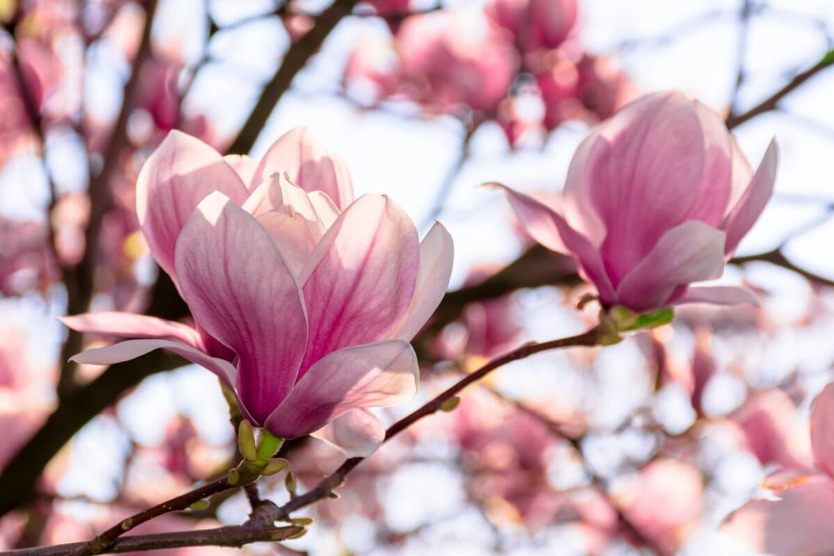 Magnolia Flowers and Their Symbolic Meanings - Petal Republic
