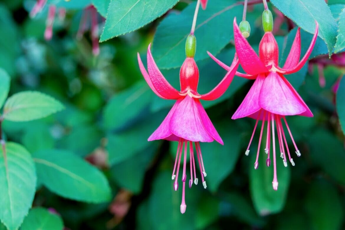 Fuchsia: The Flower That Symbolizes Unspoken Passion and Grace - Petal ...
