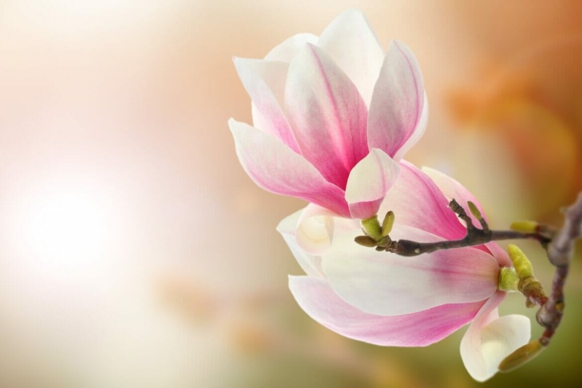 Magnolia Flowers and Their Symbolic Meanings - Petal Republic