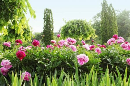 How to Grow Peonies: The Ultimate Starter Guide - Petal Republic