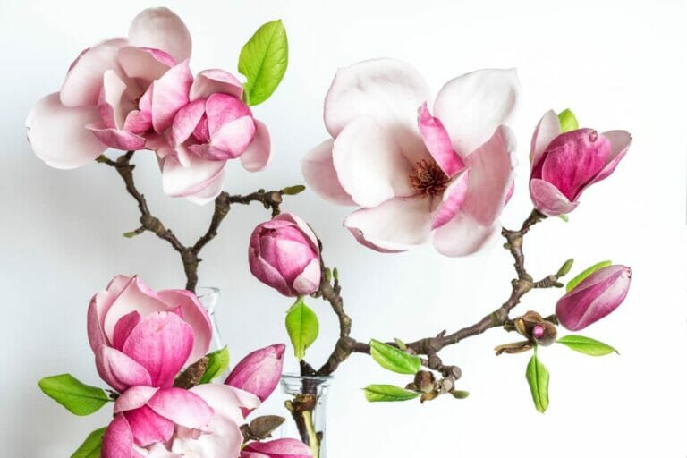 Magnolia Mystique: The Ultimate Guide to Its Symbolism - Petal Republic