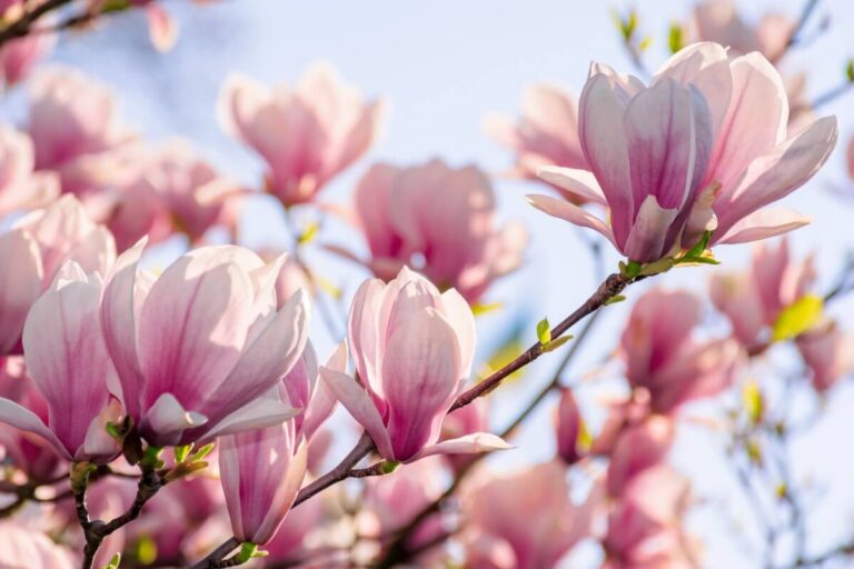 Ultimate Guide to Magnolia Flower Meaning & Symbolism - Petal Republic
