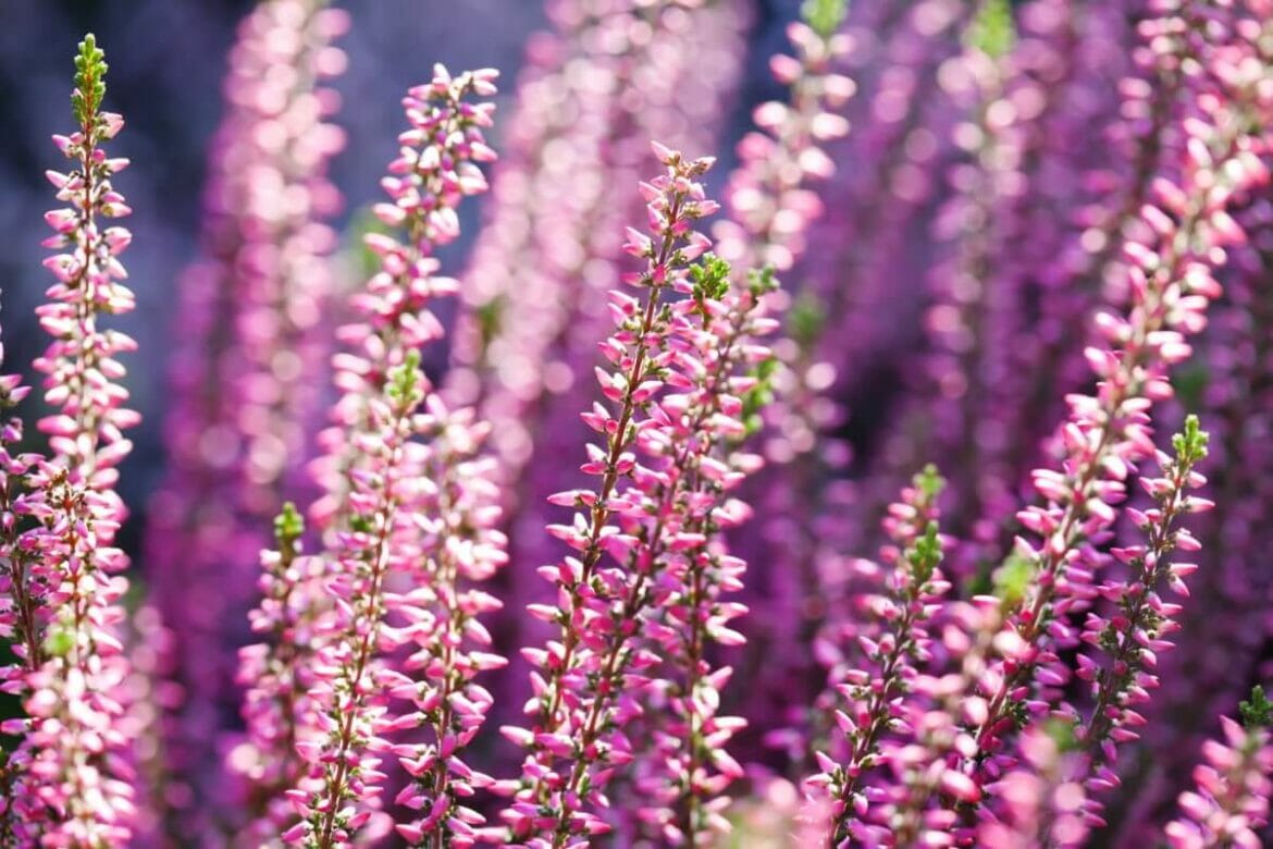 Ultimate Guide to Heather Flower Meaning - Petal Republic