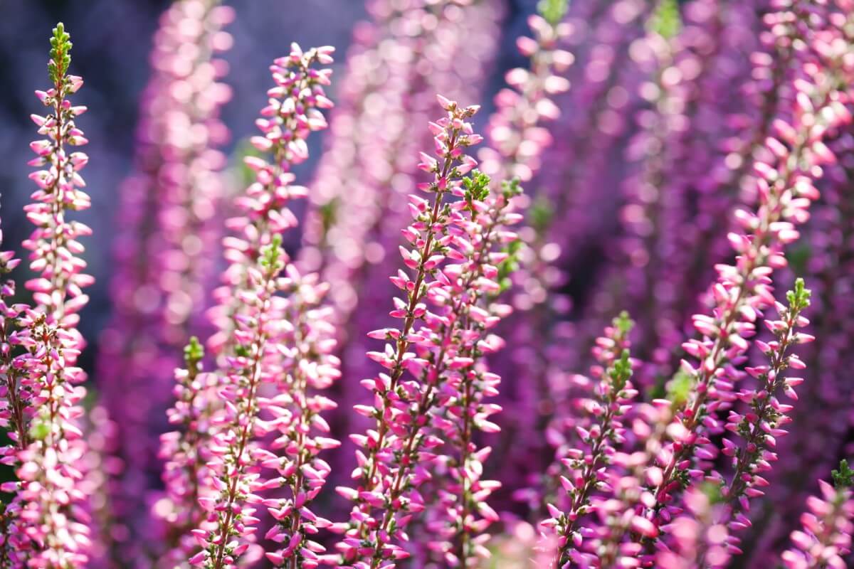 Ultimate Guide to Heather Flower Meaning - Petal Republic