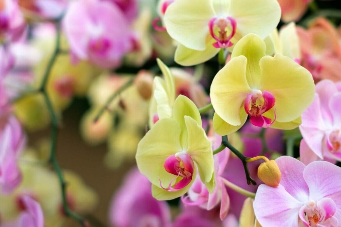 Official Zodiac Flowers Based on Your Astrological Sign - Petal Republic