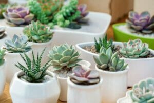Best Zodiac Plants Based on Your Astrological Sign (Ultimate Guide ...