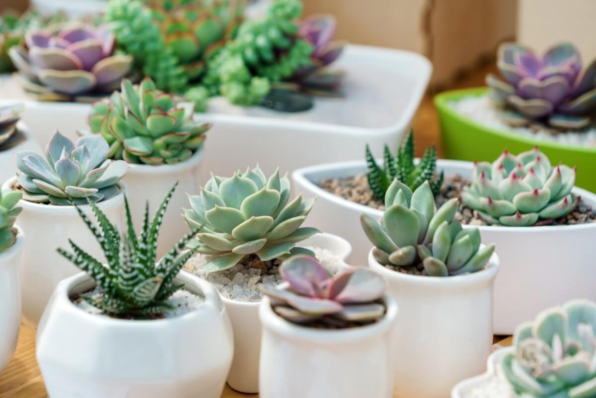 Best Zodiac Plants Based on Your Astrological Sign - Petal Republic
