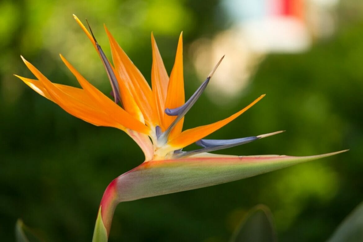 50 Unique Tropical Flowers With Photos