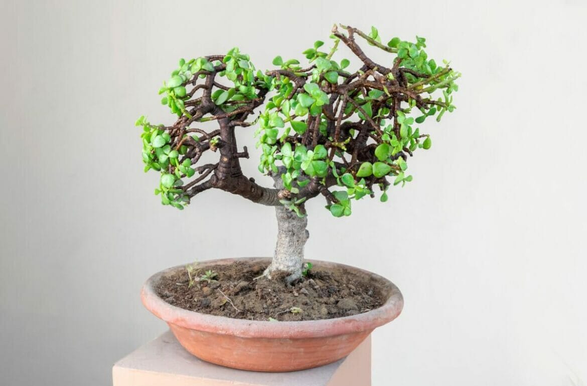Bonsai Tree Meaning, Symbolism and 16 Popular Types - Petal Republic Bonsai Tree Meaning, Symbolism and 16 Popular Types - Petal Republic