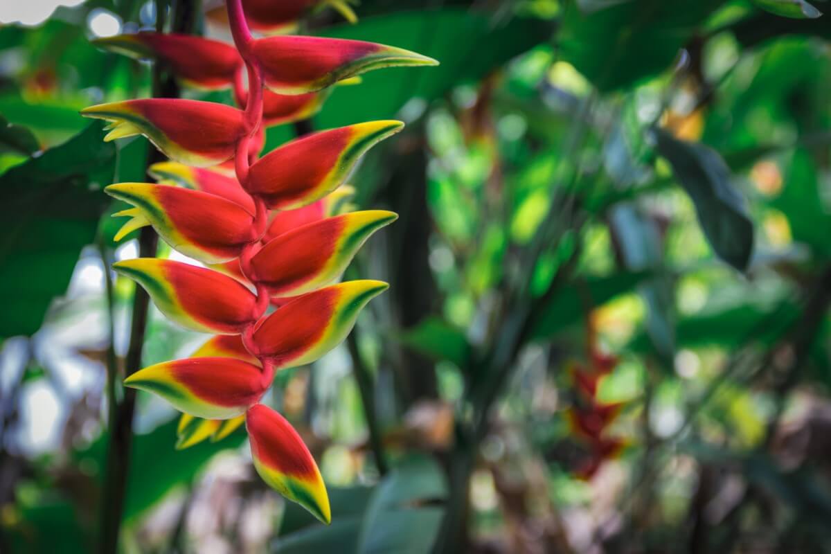 50 Unique Tropical Flowers With Photos