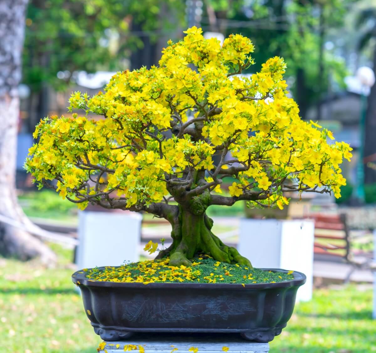 Bonsai Tree Meaning, Symbolism and 16 Popular Types - Petal Republic Bonsai Tree Meaning, Symbolism and 16 Popular Types - Petal Republic