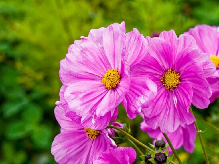 50 Unique Tropical Flowers With Photos