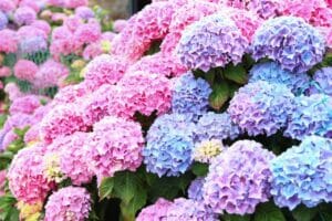 Hydrangeas & Sunlight: How Much Light do Hydrangeas Need to Thrive ...