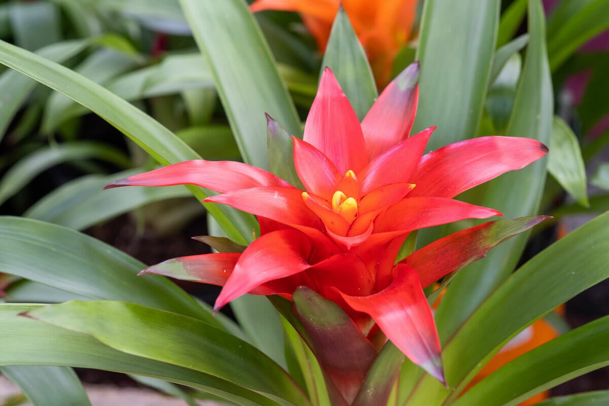 17 Best Types of Bromeliads to Grow at Home - Petal Republic